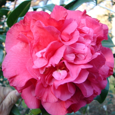 Rachel Tarpy Red | American Camellia Society