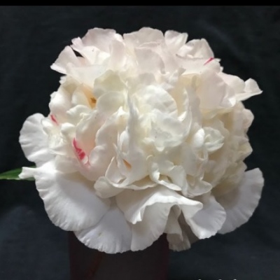 Rachel Tarpy | American Camellia Society