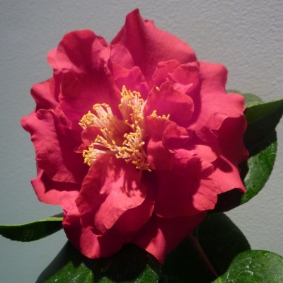 Ragged Dragon | American Camellia Society
