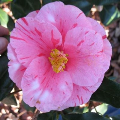 Raspberry Ice | American Camellia Society