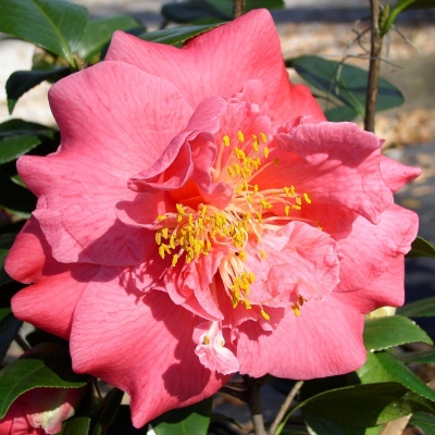 Ray Bailey | American Camellia Society