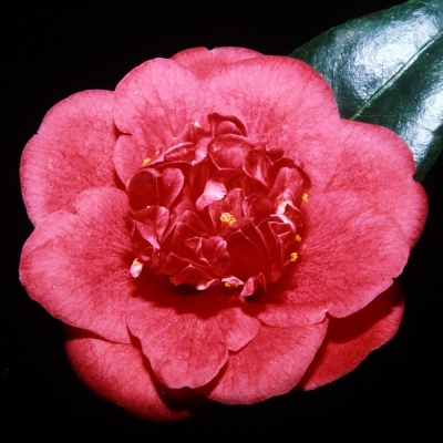 Red Button | American Camellia Society