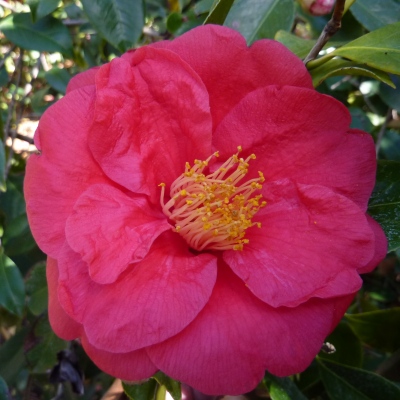Red Ensign | American Camellia Society