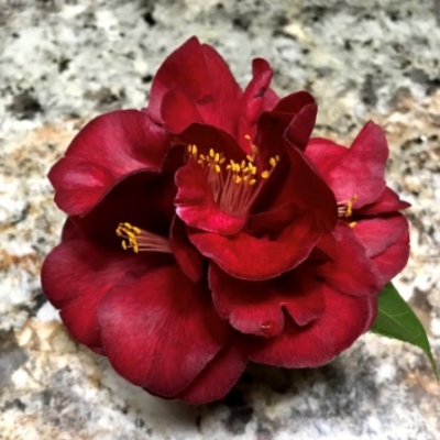 Red Shift | American Camellia Society