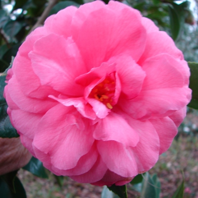 Rose Dawn | American Camellia Society