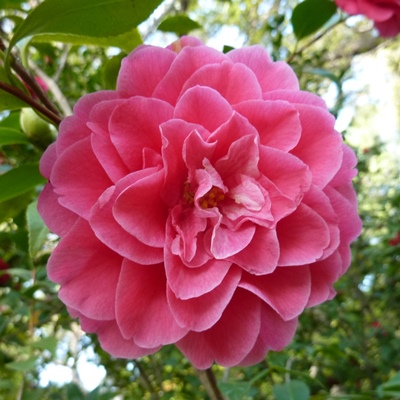 Rose Parade | American Camellia Society