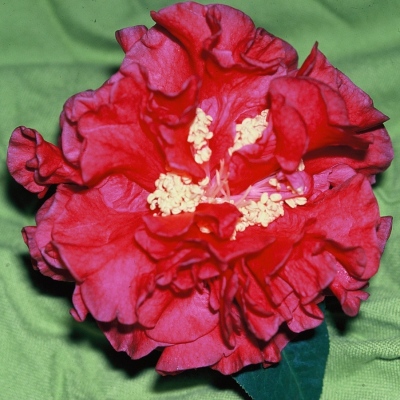 Roy Stringfellow | American Camellia Society