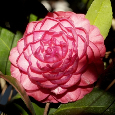 Ruby Mathews | American Camellia Society