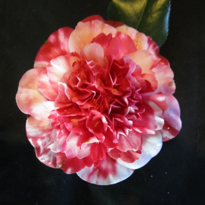 Rudolph Variegated | American Camellia Society