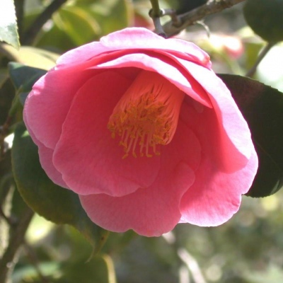 Ruth Kemp | American Camellia Society