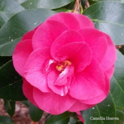 Rutledge Minnix | American Camellia Society