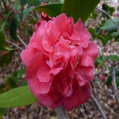 Scented Treasure | American Camellia Society