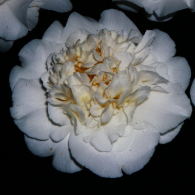 Snow Chan | American Camellia Society