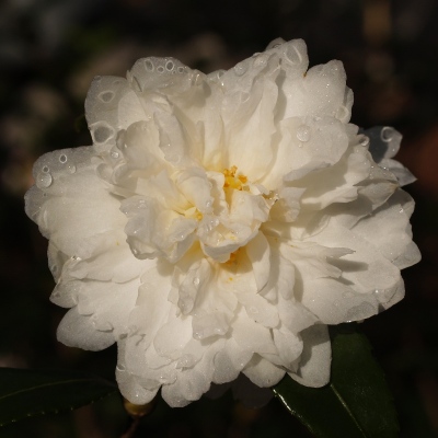 Snow Flurry | American Camellia Society