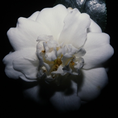Snow Nymph | American Camellia Society