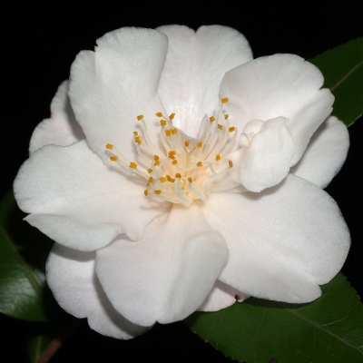 Spring Mist | American Camellia Society