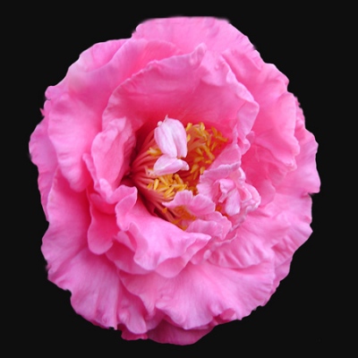 Stephanie Stanley | American Camellia Society