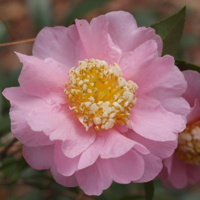 Sugar Dream | American Camellia Society