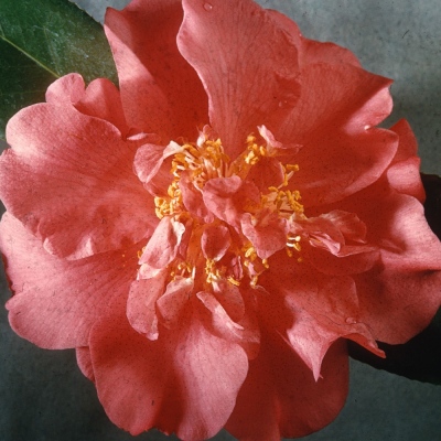 Sunset Glory | American Camellia Society