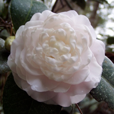 Susan Stone | American Camellia Society