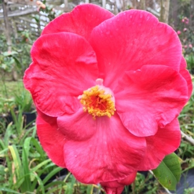 Sweetie Pie Red | American Camellia Society
