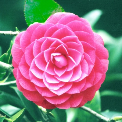 Taiwan Jiuqu | American Camellia Society
