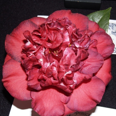 Tar Baby | American Camellia Society