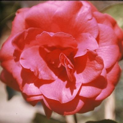 Te Deum | American Camellia Society