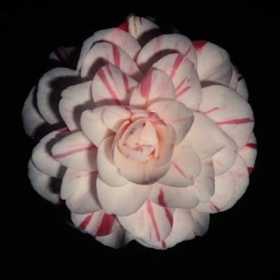 Tiny Tot | American Camellia Society