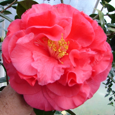 Todd Gilley | American Camellia Society