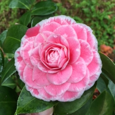 Tom Thumb | American Camellia Society