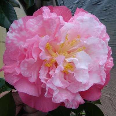 Tomorrow Park Hill | American Camellia Society