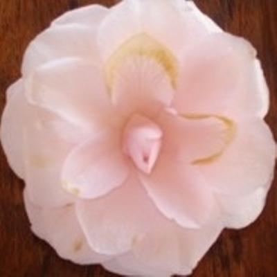 Victoria Vanis | American Camellia Society