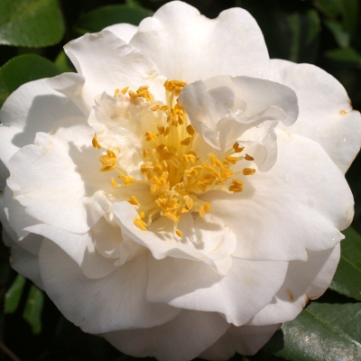 Victory White | American Camellia Society