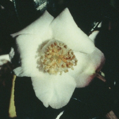 White Elf | American Camellia Society
