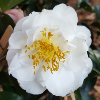 White King | American Camellia Society