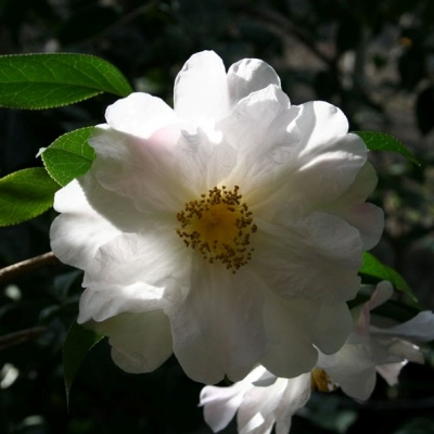 White Retic | American Camellia Society